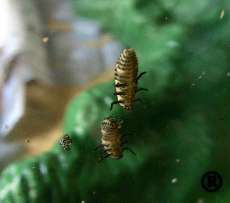 The 4 stages of the lifecycle of ladybugs • Spanish4Kiddos