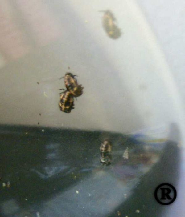 The 4 stages of the lifecycle of ladybugs • Spanish4Kiddos