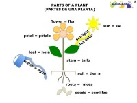 Spanish lesson on plants: Learning photosynthesis - Spanish4Kiddos
