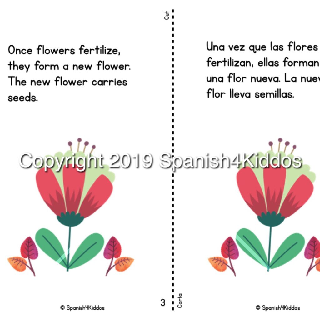 Bilingual Stories - The Life Cycle of a Flower • Spanish4Kiddos